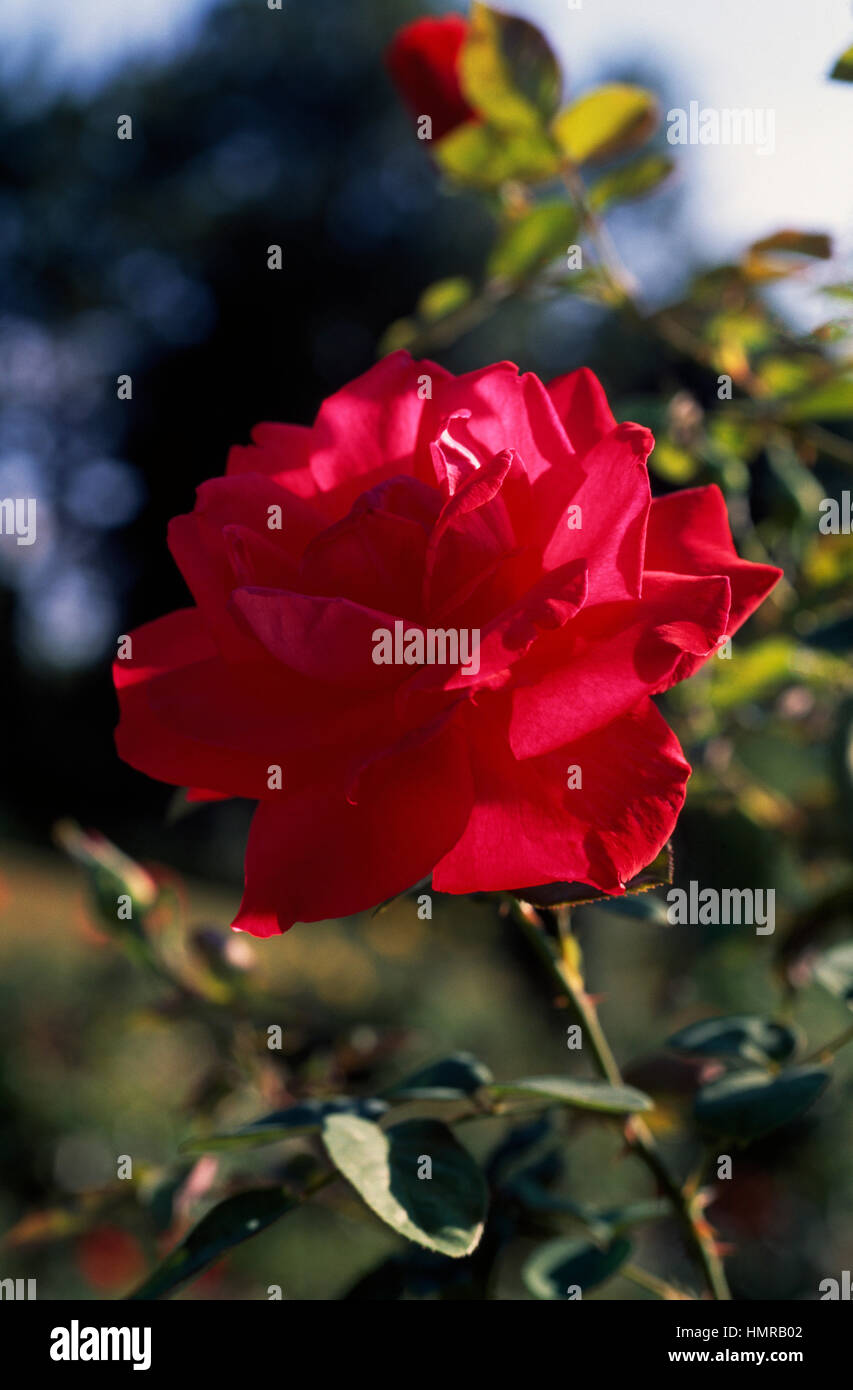 Rose rosa furline hi-res stock photography and images - Alamy