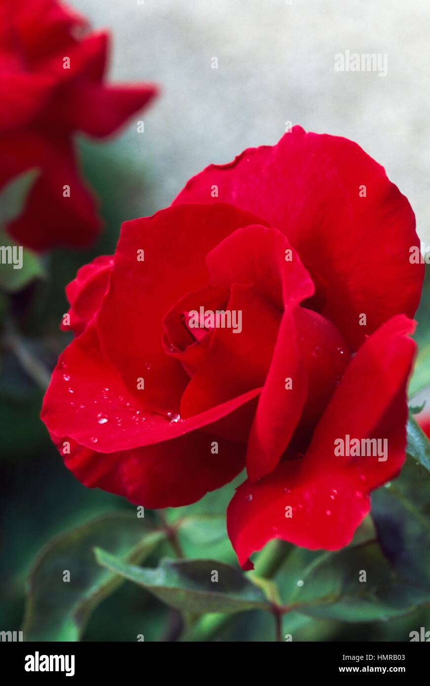Rose rosa fulgurante hi-res stock photography and images - Alamy