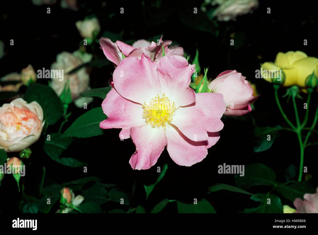 Rose complicata hi-res stock photography and images - Alamy