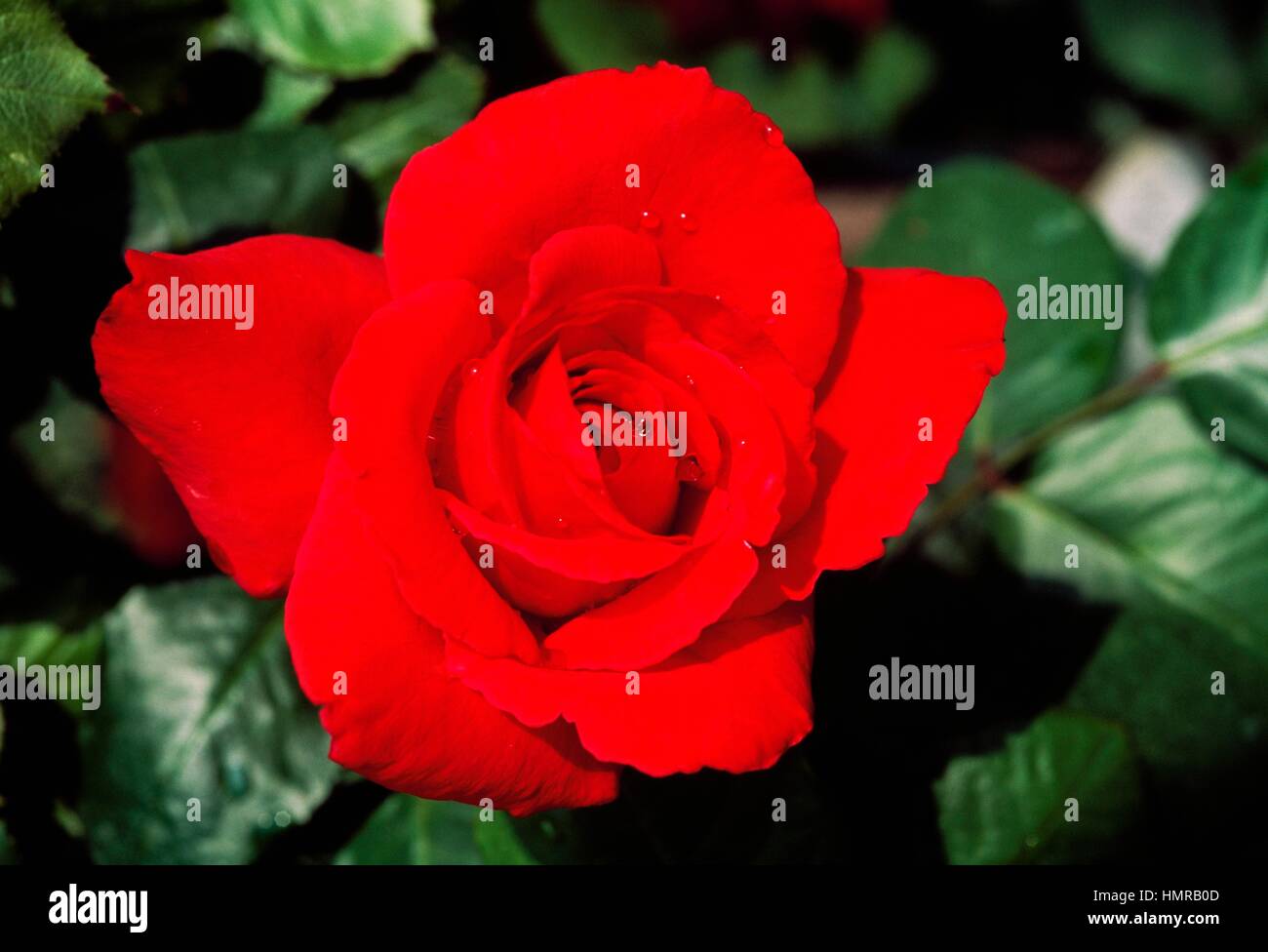 Rose (Rosa Amalia 1986), Rosaceae Stock Photo - Alamy