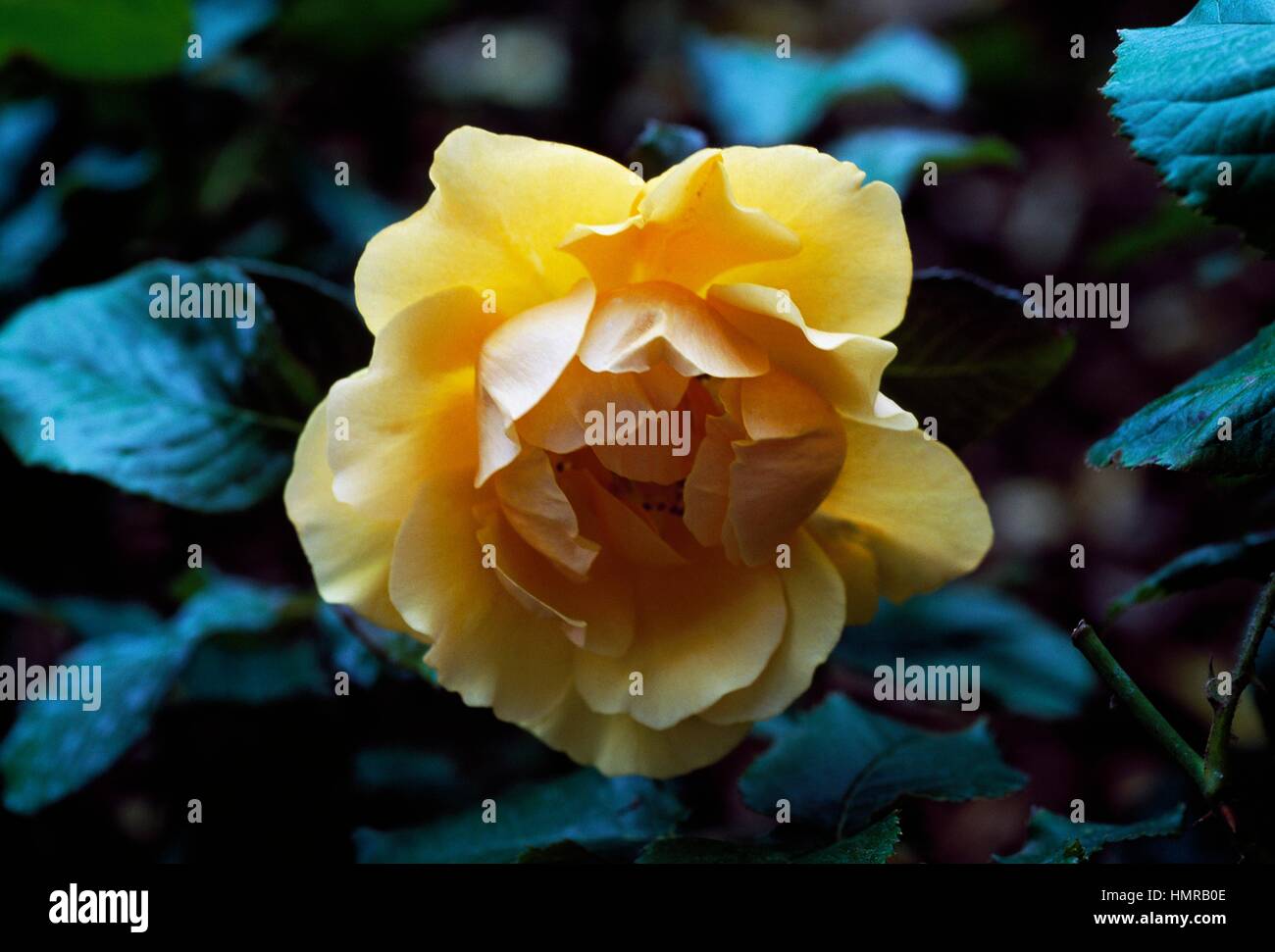 Amber rose hi-res stock photography and images - Alamy