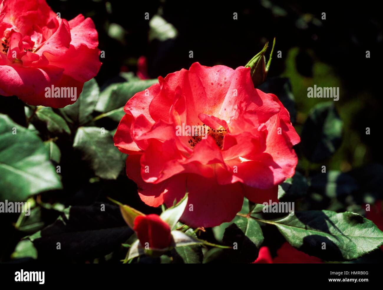 Rose (Rosa Avalanche Rose), Rosaceae Stock Photo - Alamy