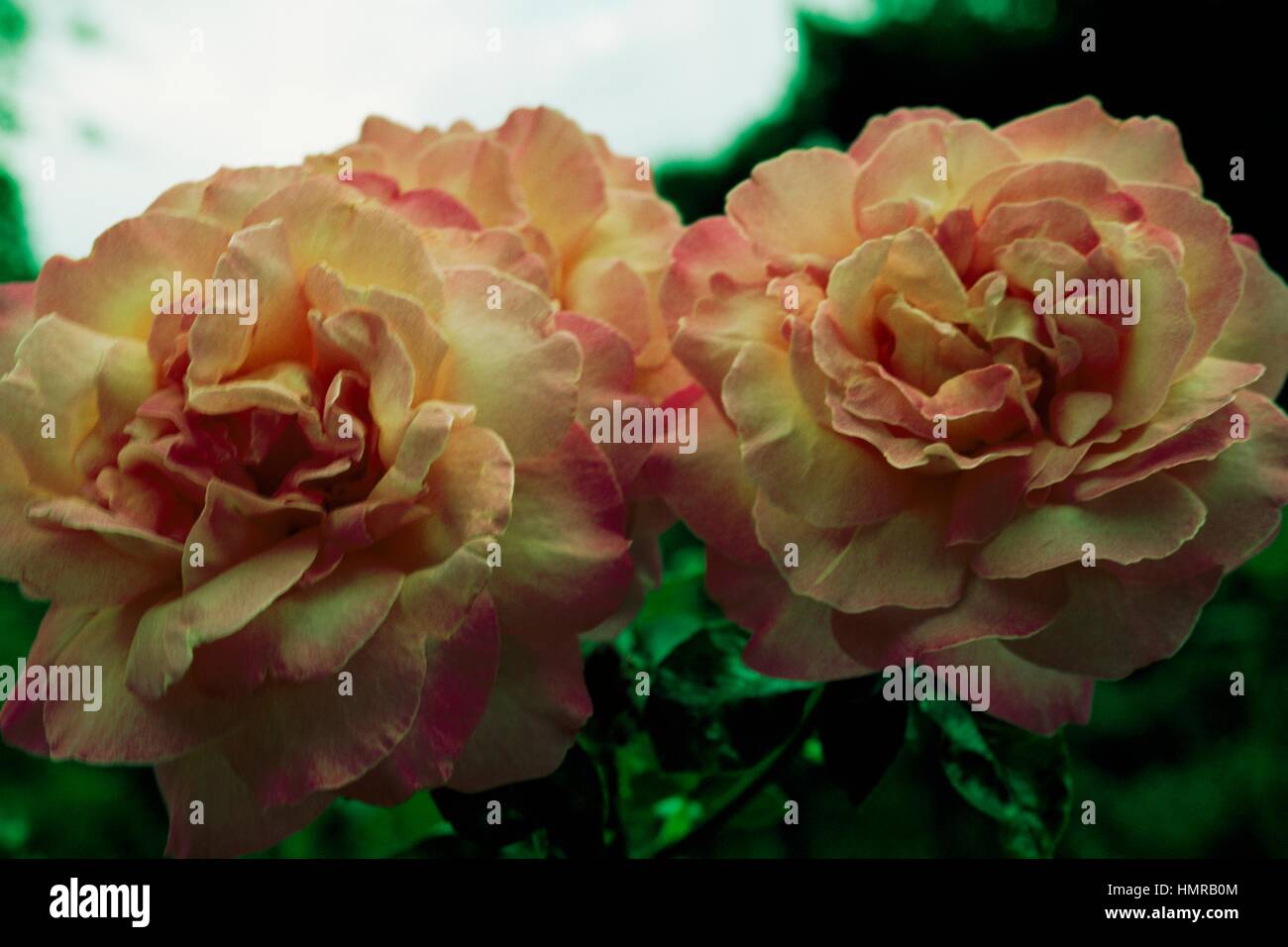 Rose (Rosa Chicago Peace), Rosaceae Stock Photo - Alamy