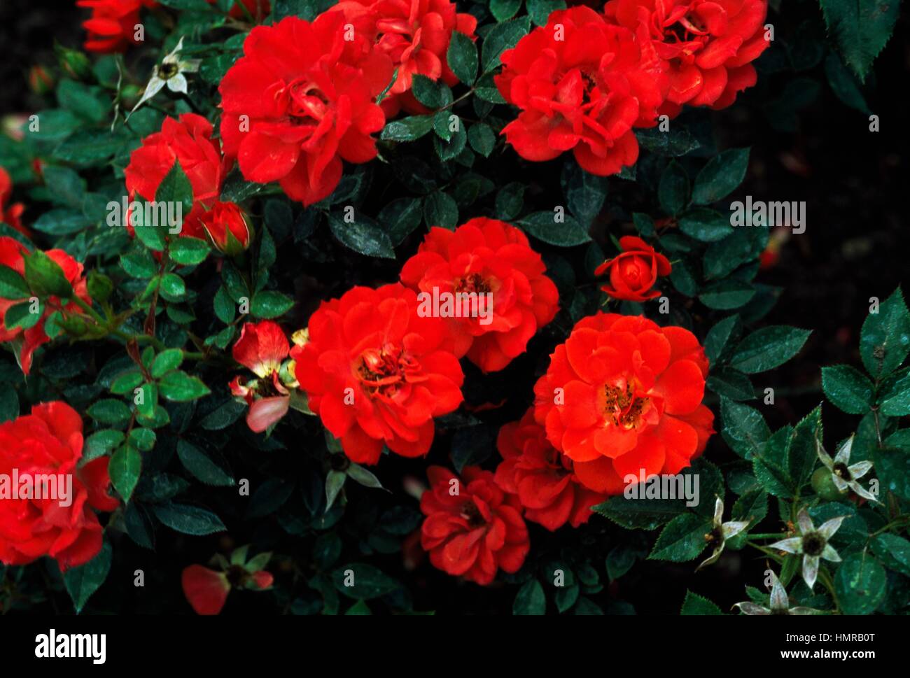 Emily rose hi-res stock photography and images - Alamy