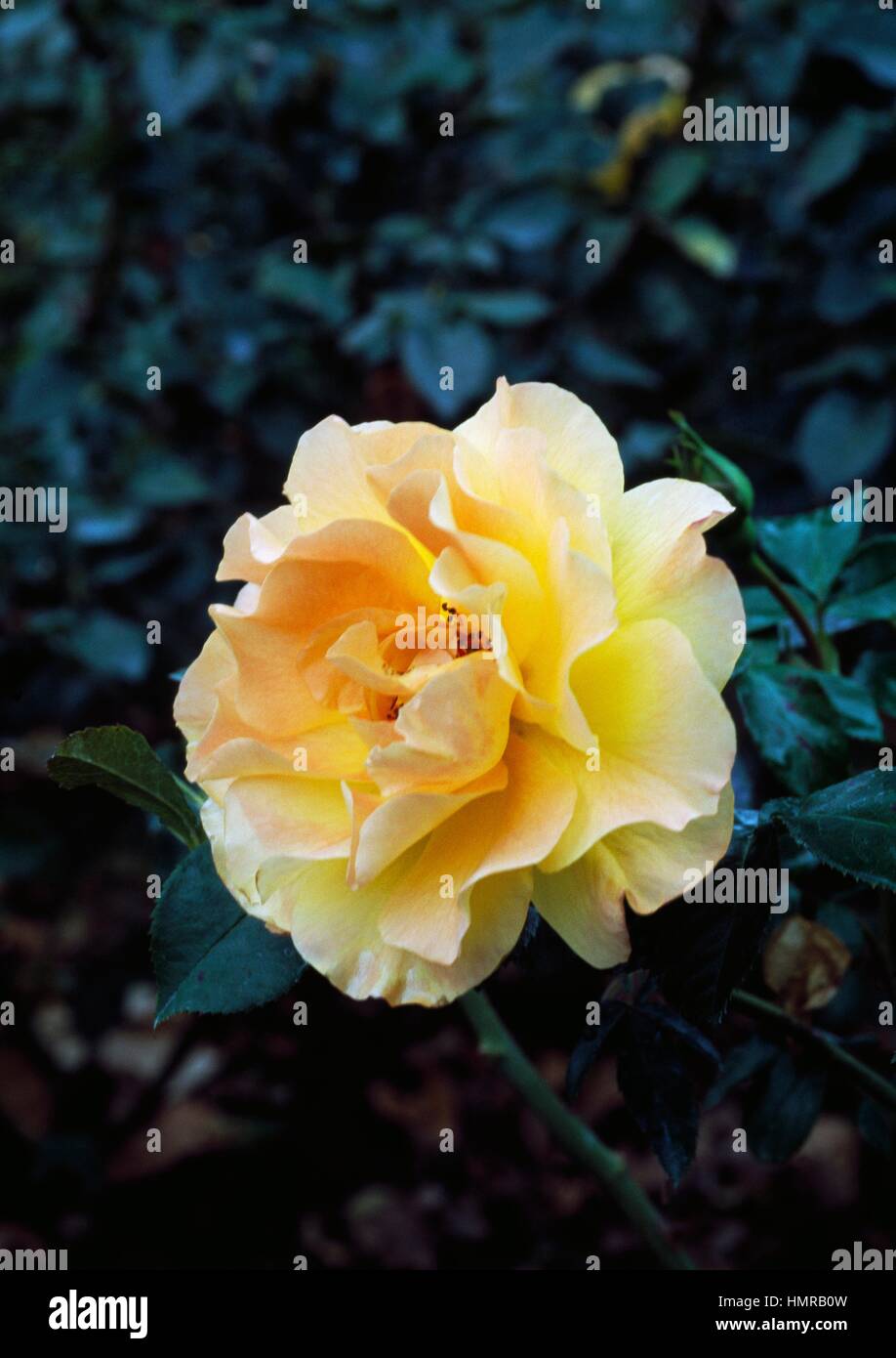 Rose (Rosa English Holiday), Rosaceae Stock Photo - Alamy