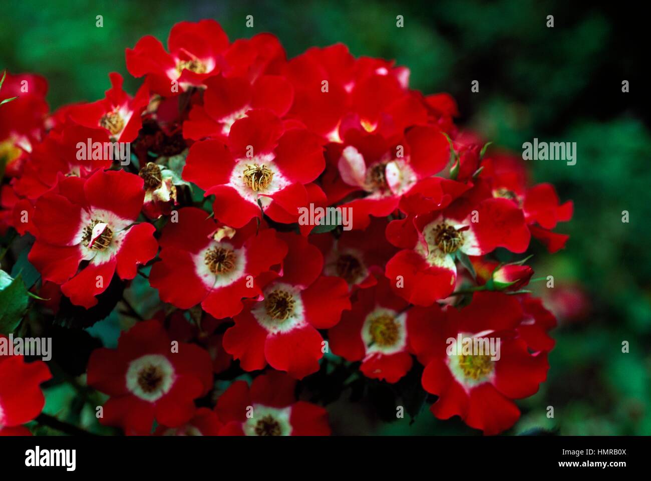 Eyepaint hi-res stock photography and images - Alamy