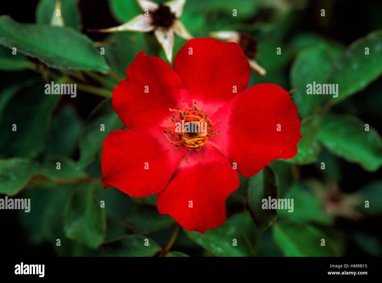Rose rosa eyepaint hi-res stock photography and images - Alamy