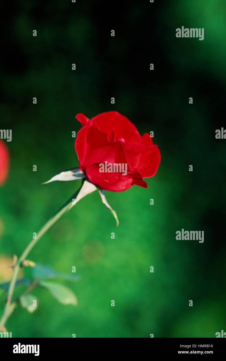 Rose (Rosa Camara), Rosaceae Stock Photo - Alamy