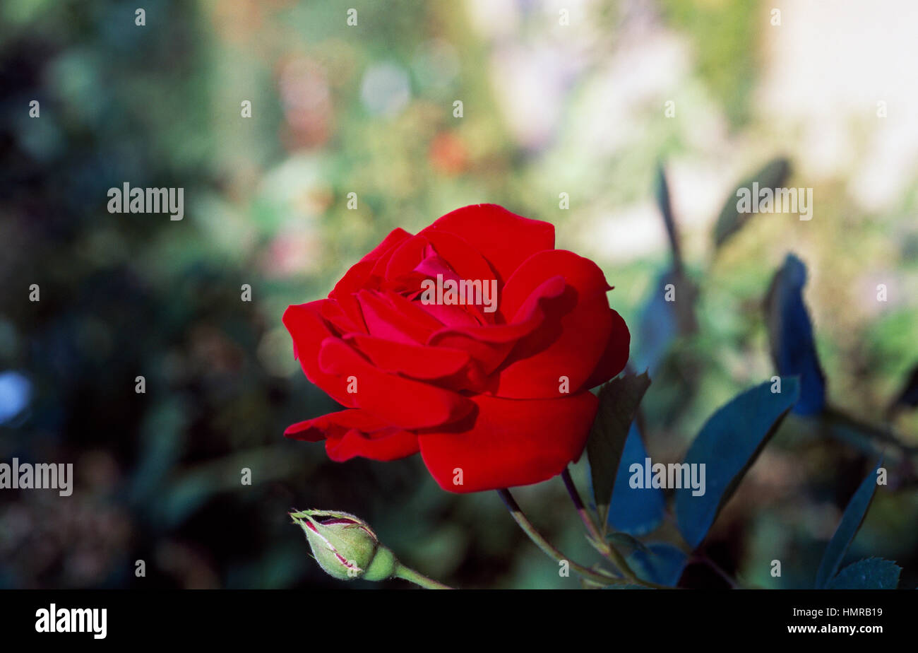Rose (Rosa Carrousel), Rosaceae Stock Photo - Alamy