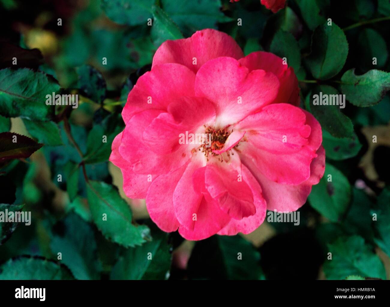 Delbard High Resolution Stock Photography and Images - Alamy