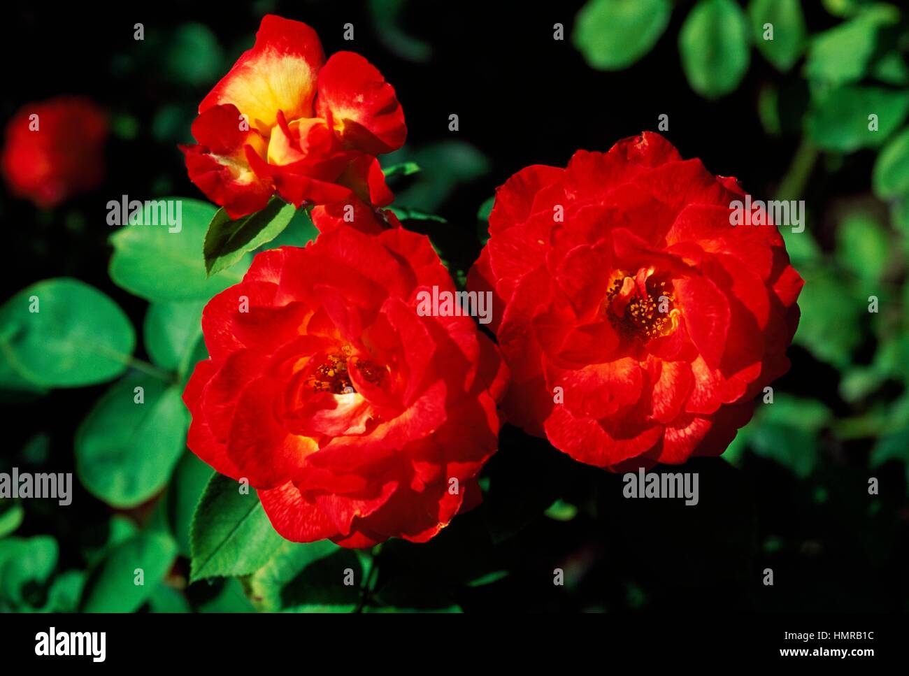 Rose (Rosa Chacok), Rosaceae Stock Photo - Alamy