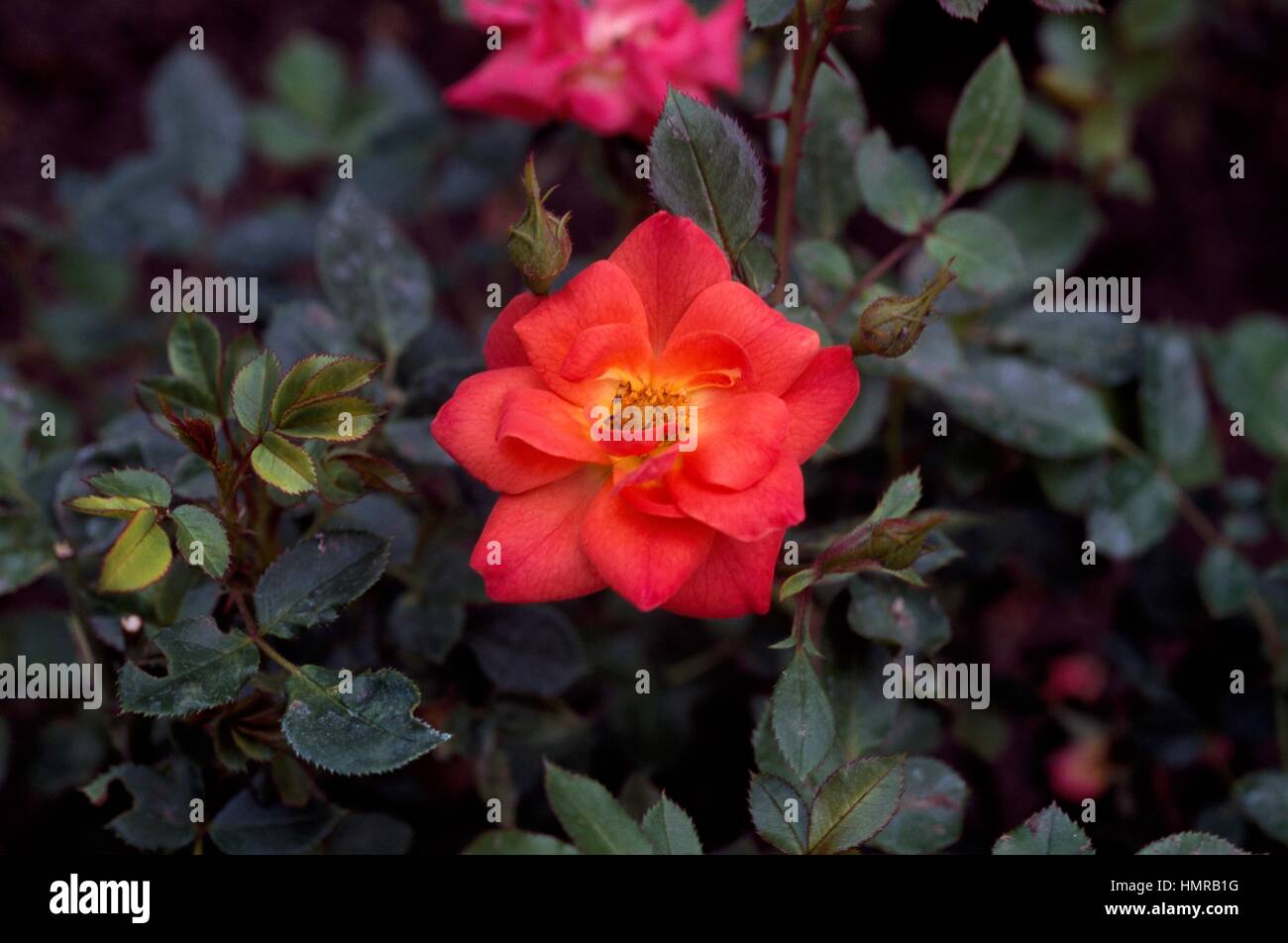 Rose rosa darling flame hi-res stock photography and images - Alamy
