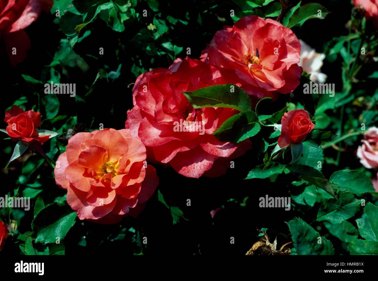 First pink edition hi-res stock photography and images - Alamy