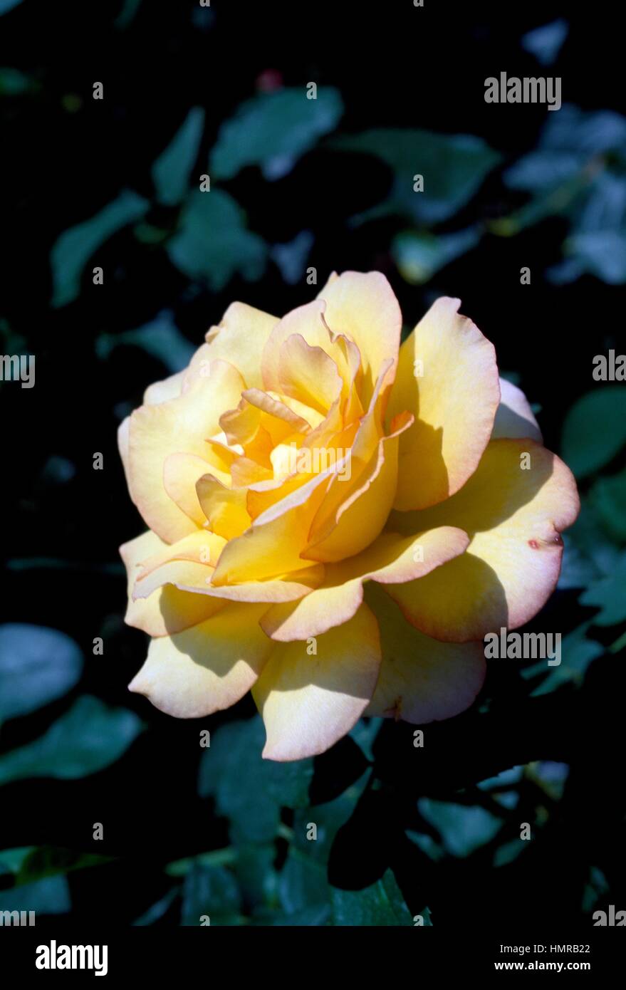 Rose rosa chartreuse hi-res stock photography and images - Alamy