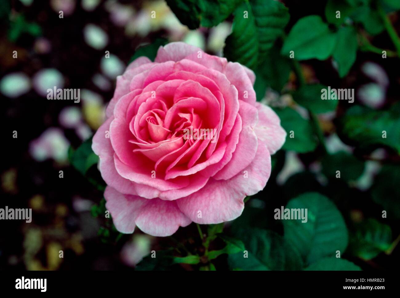 Rose (Rosa Chairmain), Rosaceae Stock Photo - Alamy
