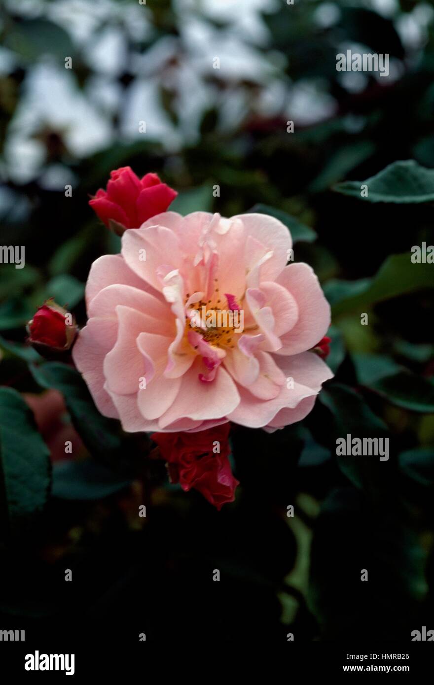 Rose (Rosa Cornelia), Rosaceae Stock Photo - Alamy