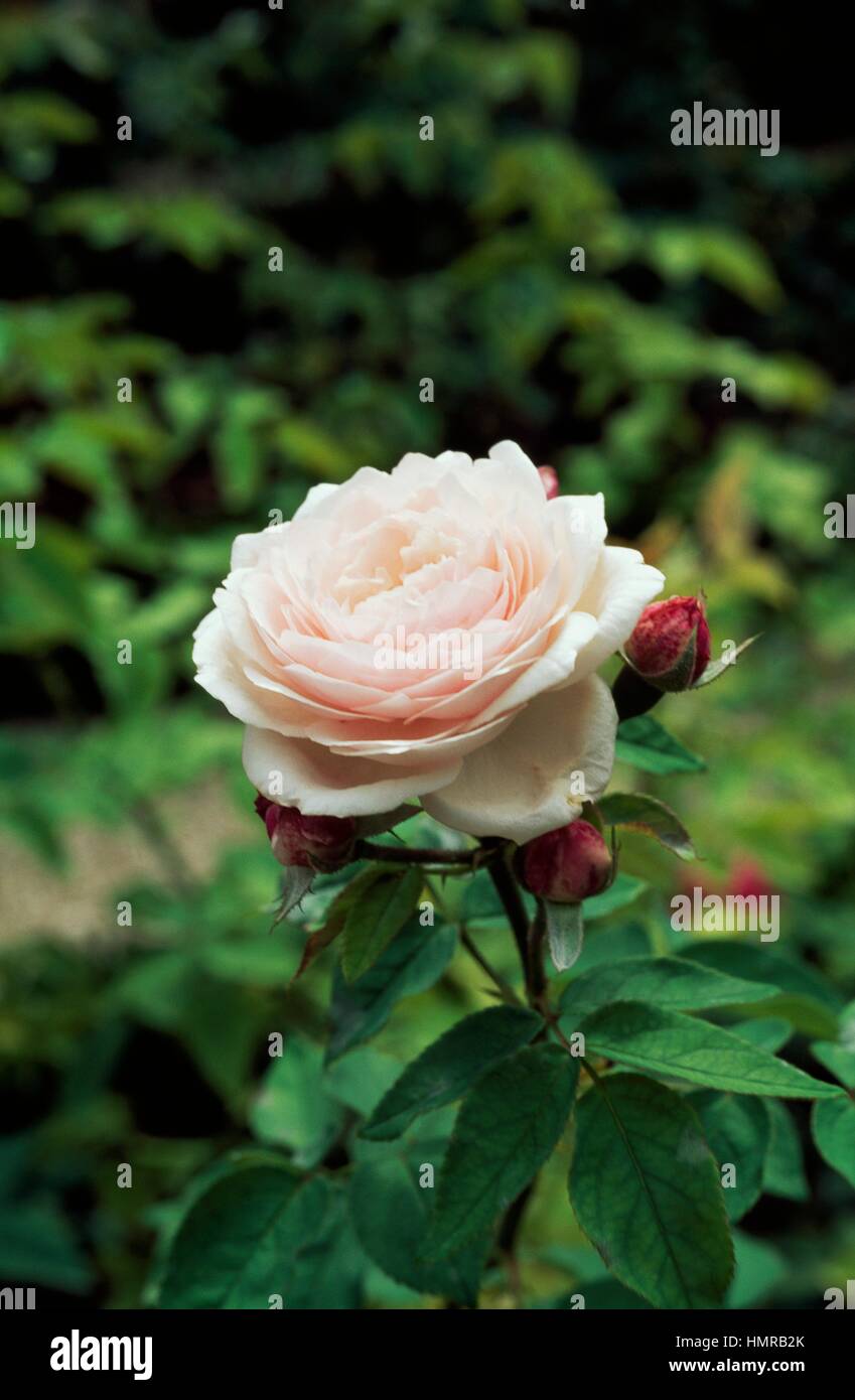 The comtesse hi-res stock photography and images - Alamy