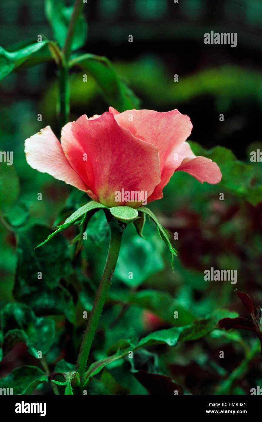 Rosa congratulations hi-res stock photography and images - Alamy