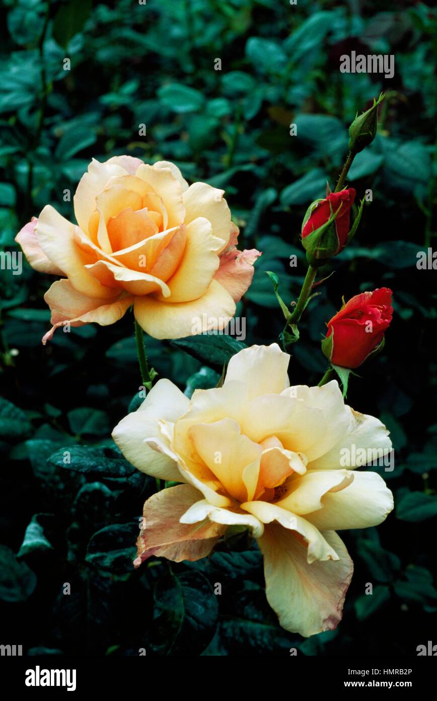 Copper rose hi-res stock photography and images - Alamy