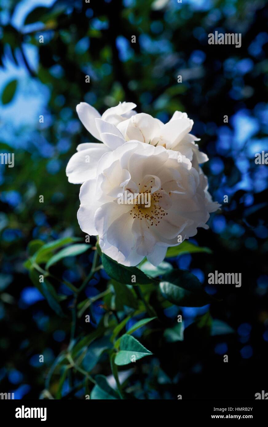 Rose (Rosa City of York), Rosaceae Stock Photo - Alamy