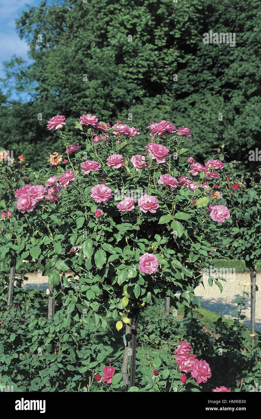 Claridge hi-res stock photography and images - Alamy