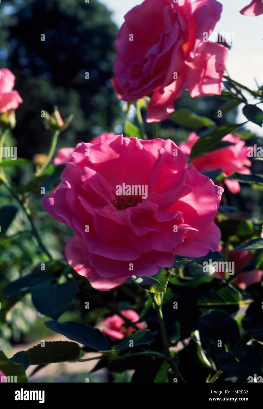 Rose rosa claridge hi-res stock photography and images - Alamy