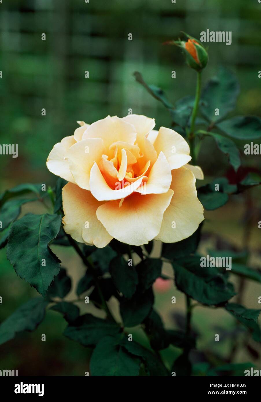 Brandy rose hi-res stock photography and images - Alamy