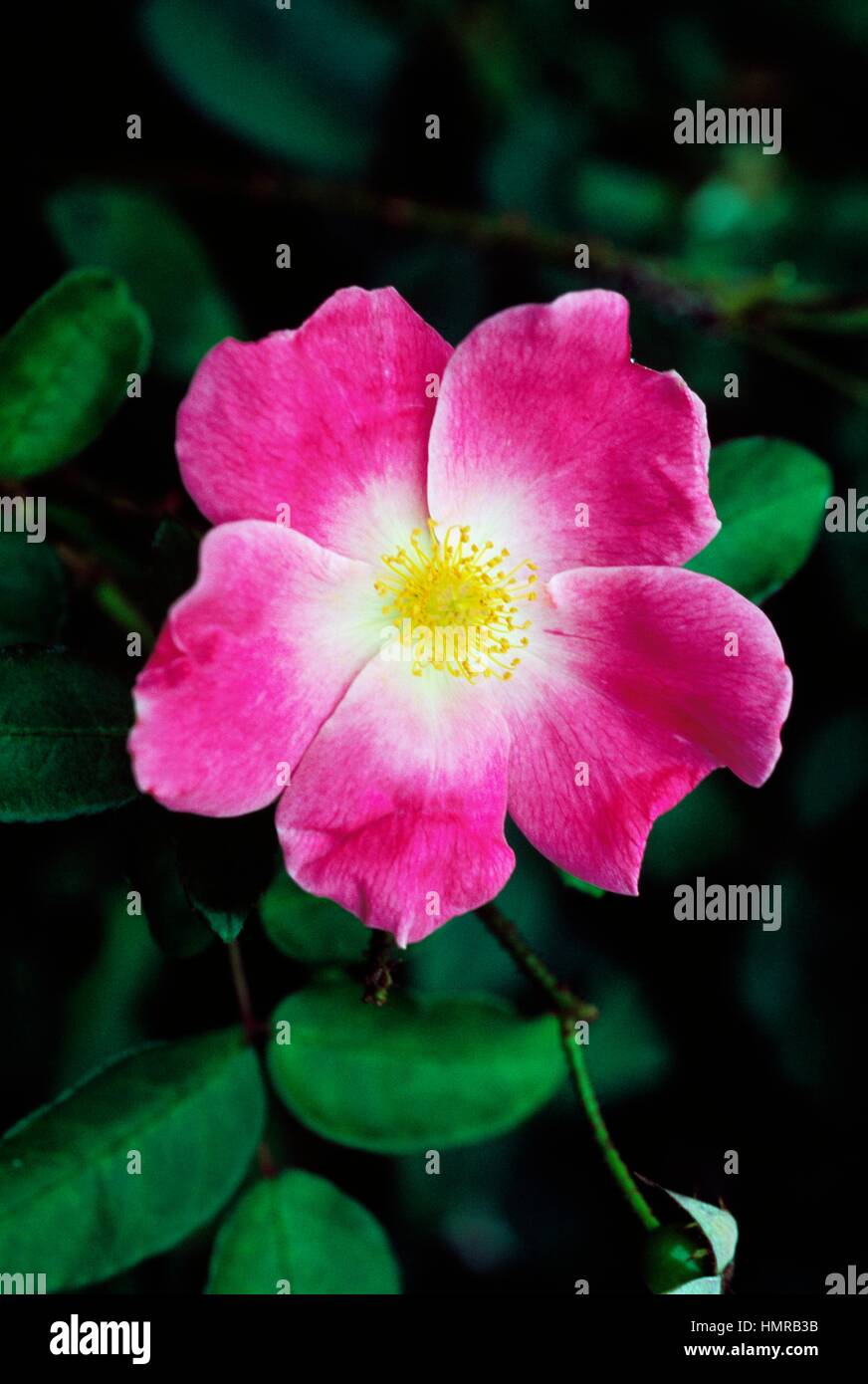 Rose (Rosa Betty Prior), Rosaceae Stock Photo - Alamy