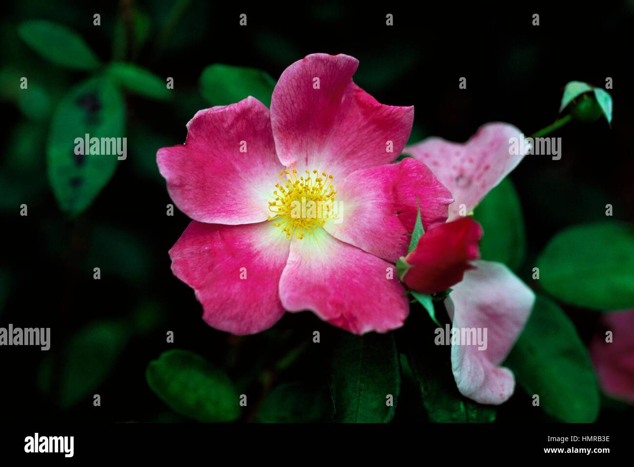 Rose (Rosa Betty Prior), Rosaceae Stock Photo - Alamy