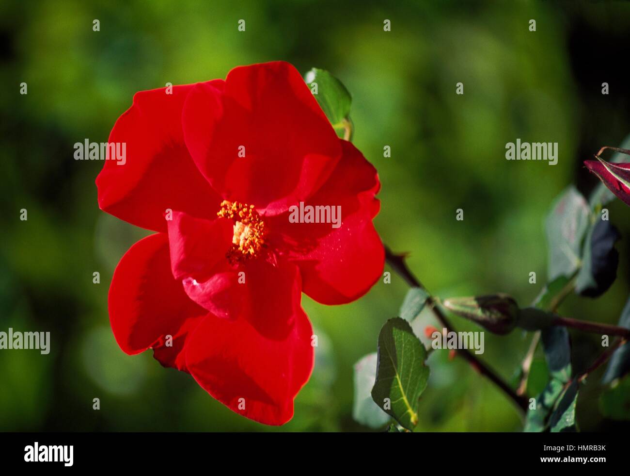 Rose (Rosa Altissimo), Rosaceae Stock Photo - Alamy