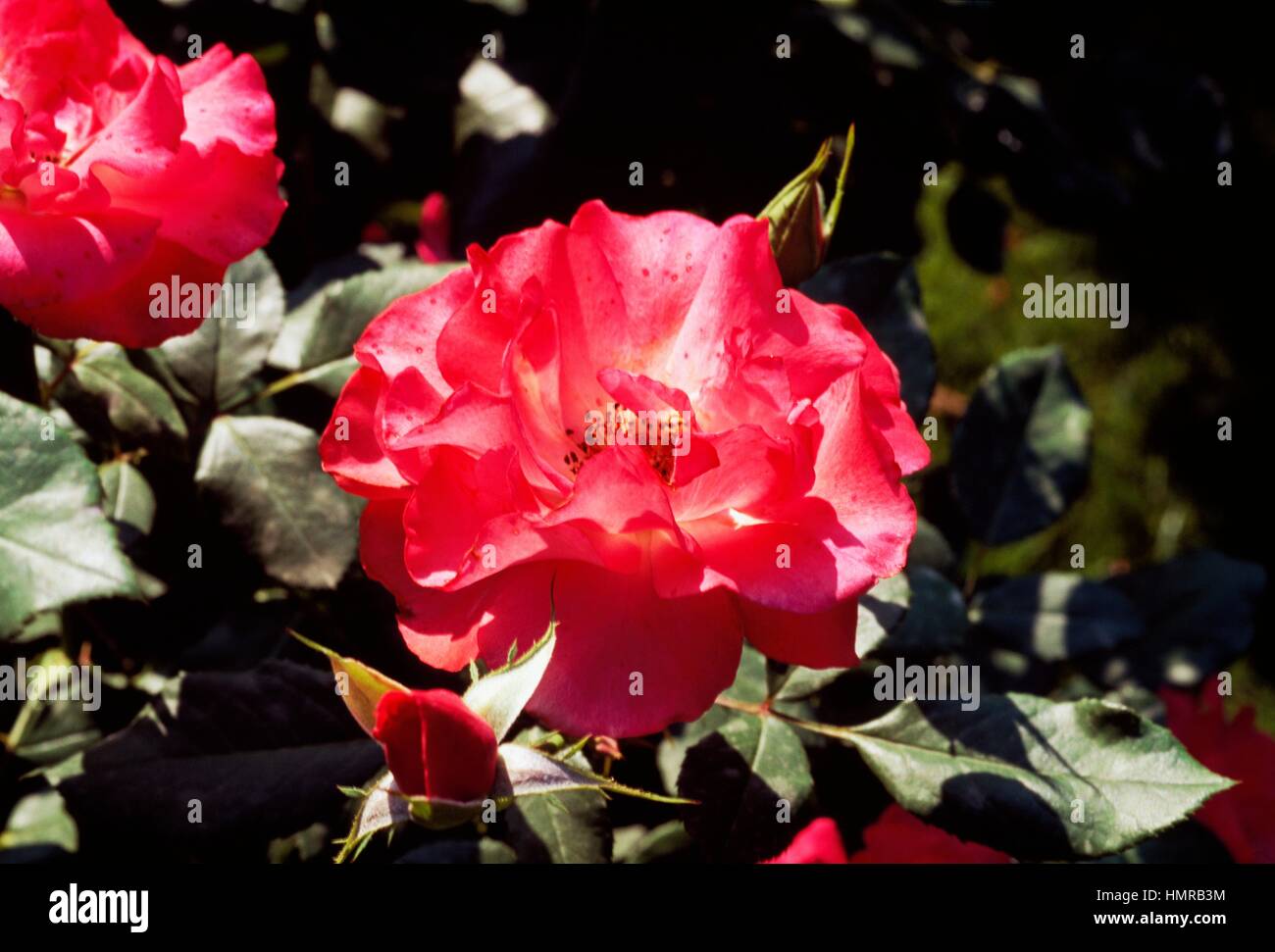 Rose avalanche hi-res stock photography and images - Alamy