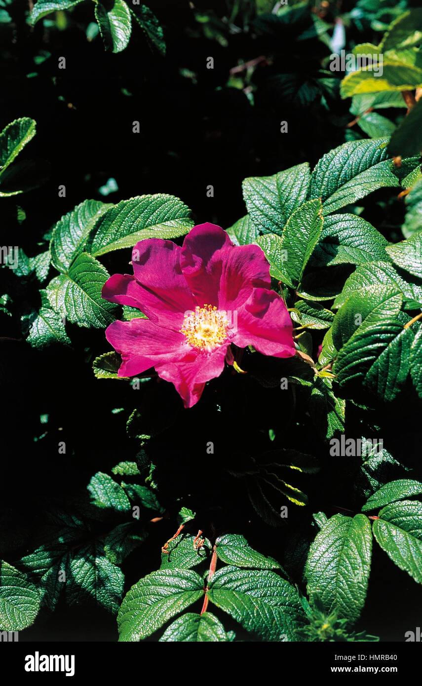 Rosa nutkana hi-res stock photography and images - Alamy