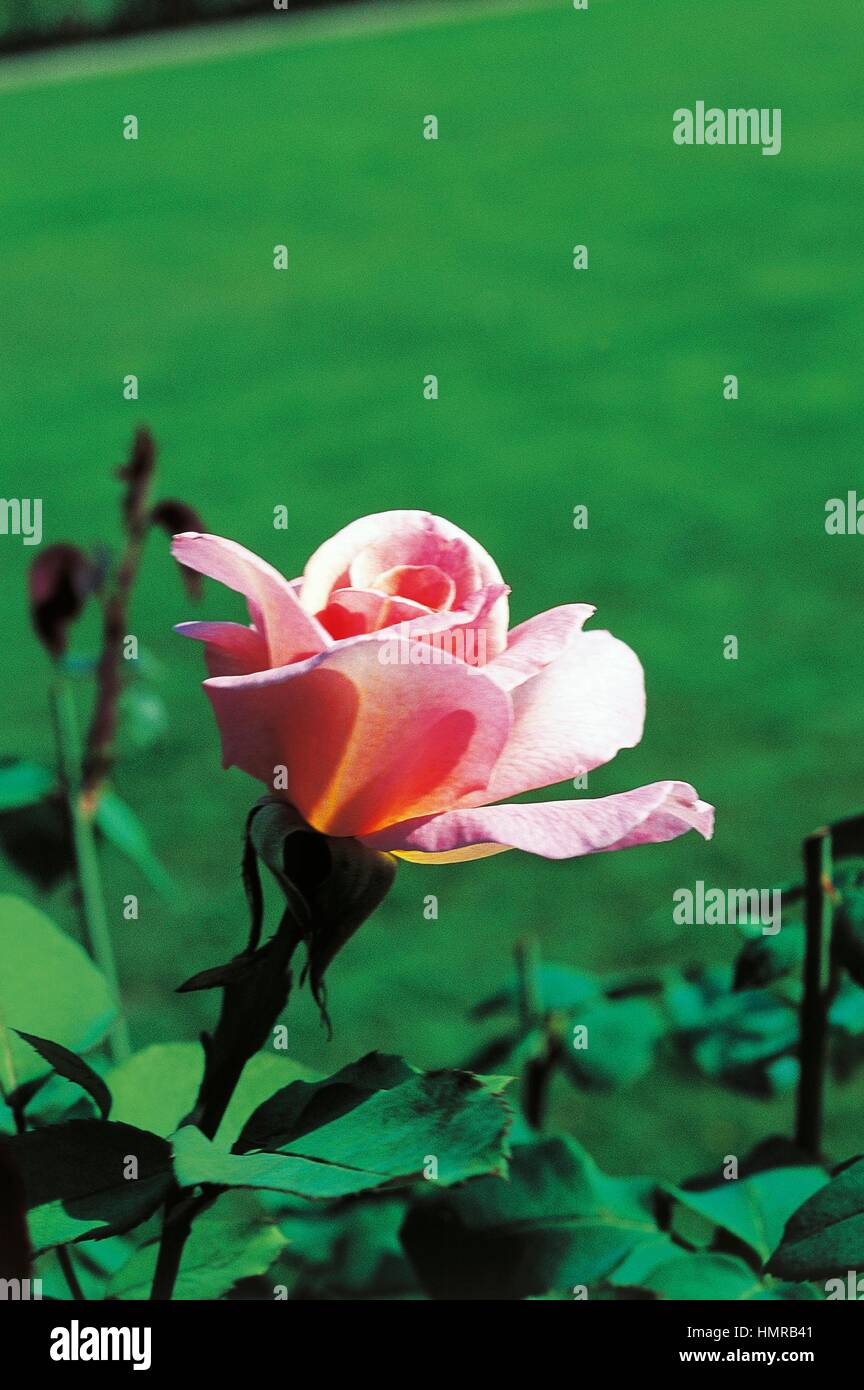 Rose (Rosa Michelle Meilland), Rosaceae Stock Photo - Alamy