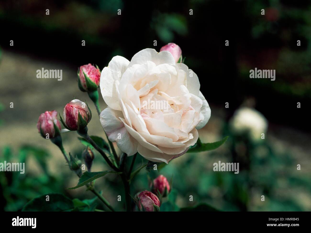 Rose rosa mme blanche lafitte hi-res stock photography and images - Alamy