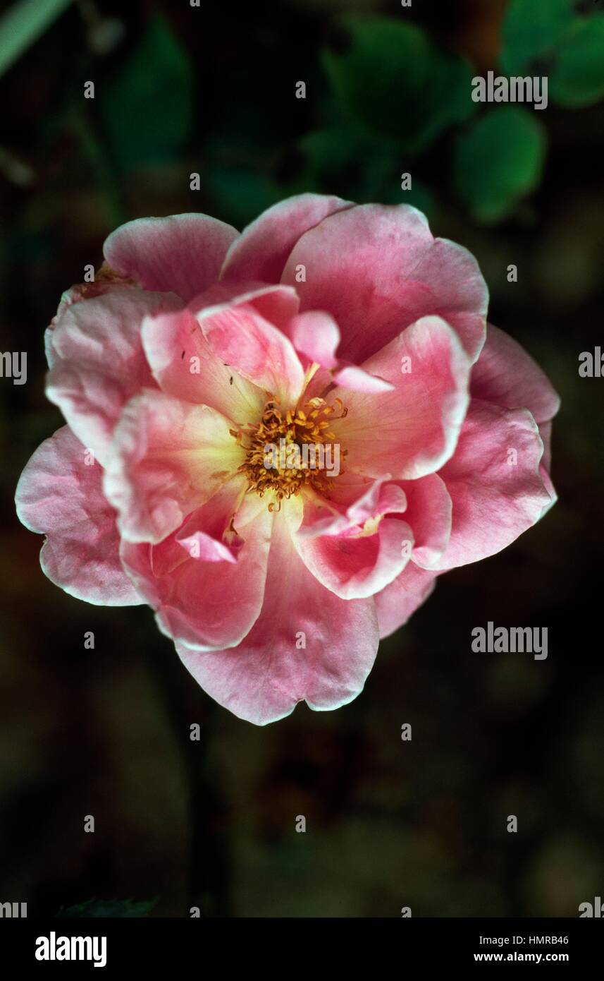 Rose (Rosa Mme Charles de Lapisse), Rosaceae Stock Photo - Alamy