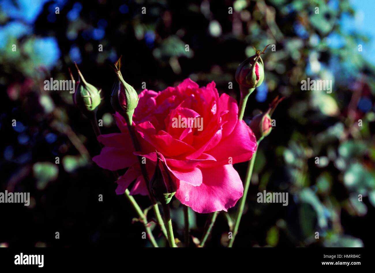 Rose (Rosa Pink Cloud), Rosaceae Stock Photo - Alamy