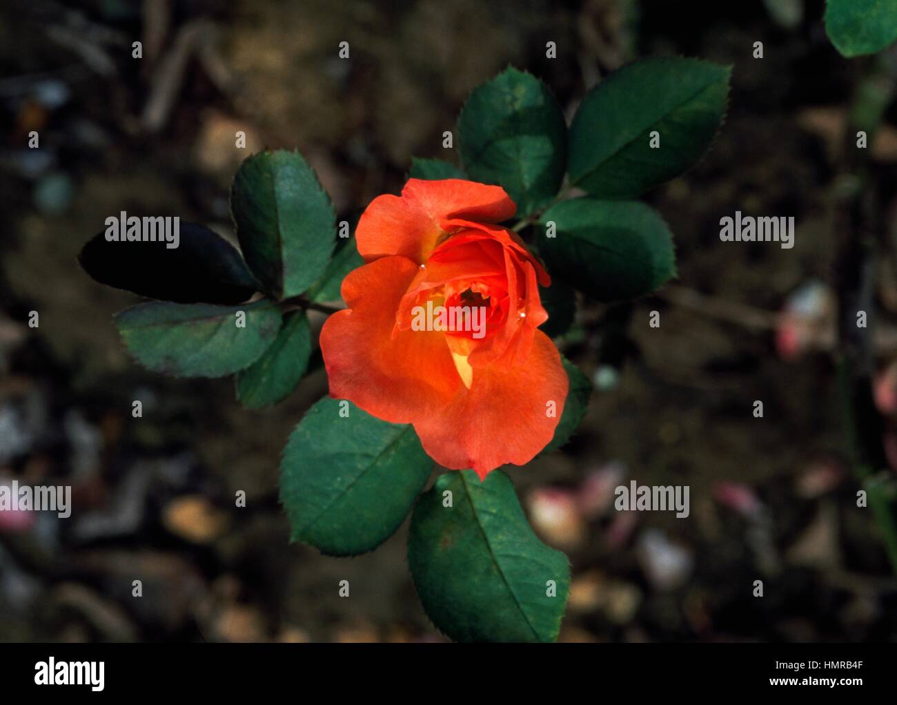 Rose rosa prince igor hi-res stock photography and images - Alamy