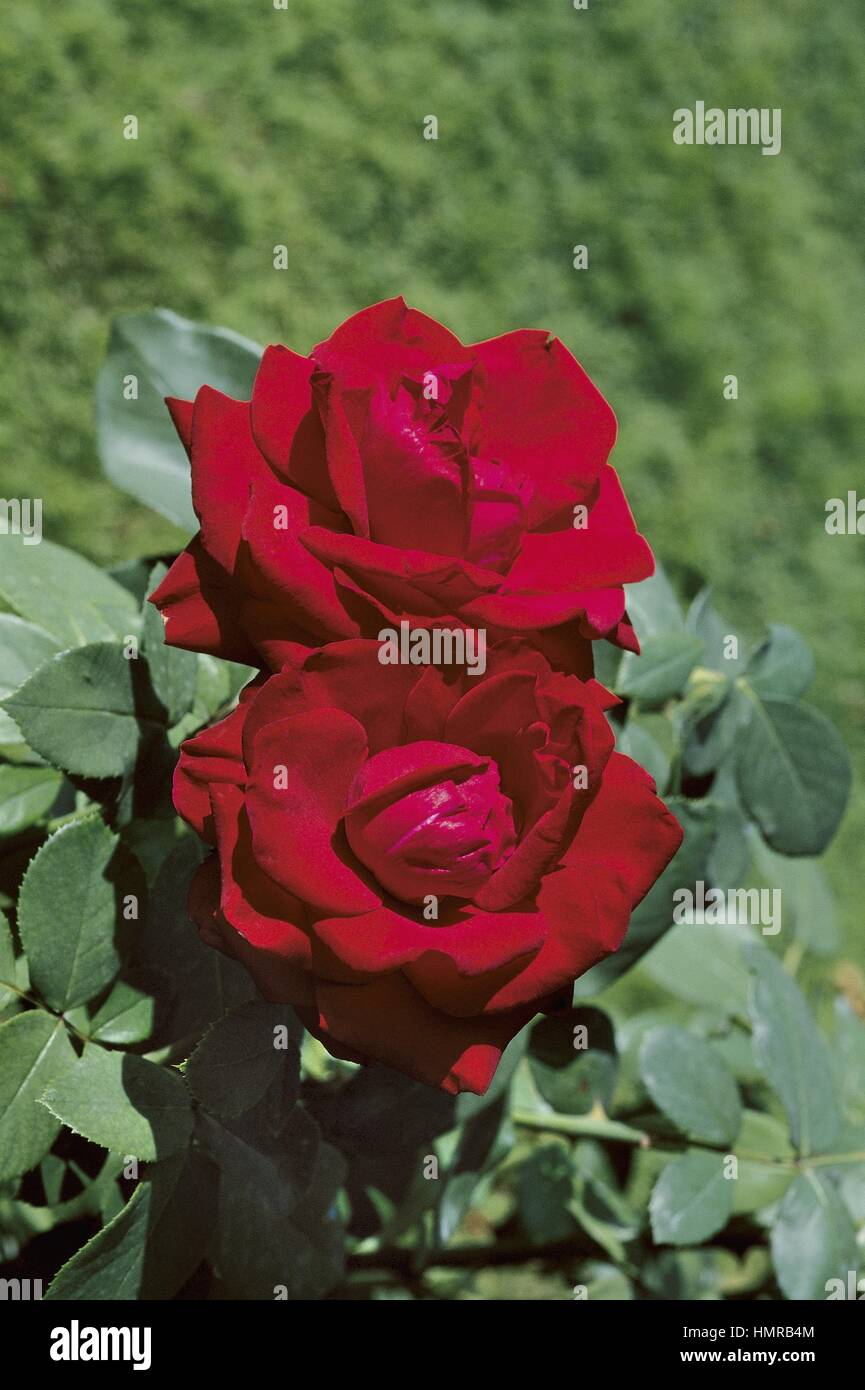 Bernard rose hi-res stock photography and images - Alamy