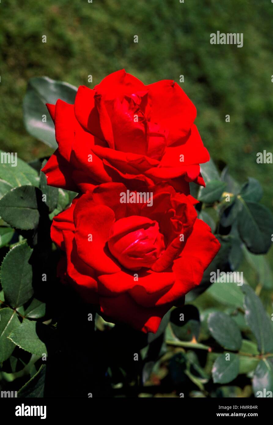 Bernard rose hi-res stock photography and images - Alamy