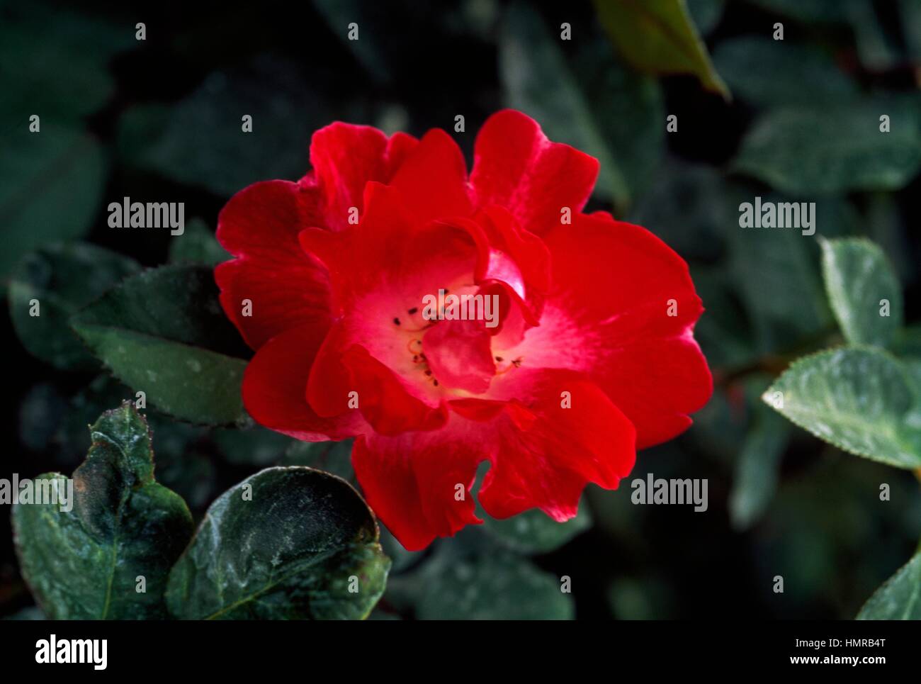 Rose (Rosa Priscilla Burton), Rosaceae Stock Photo - Alamy
