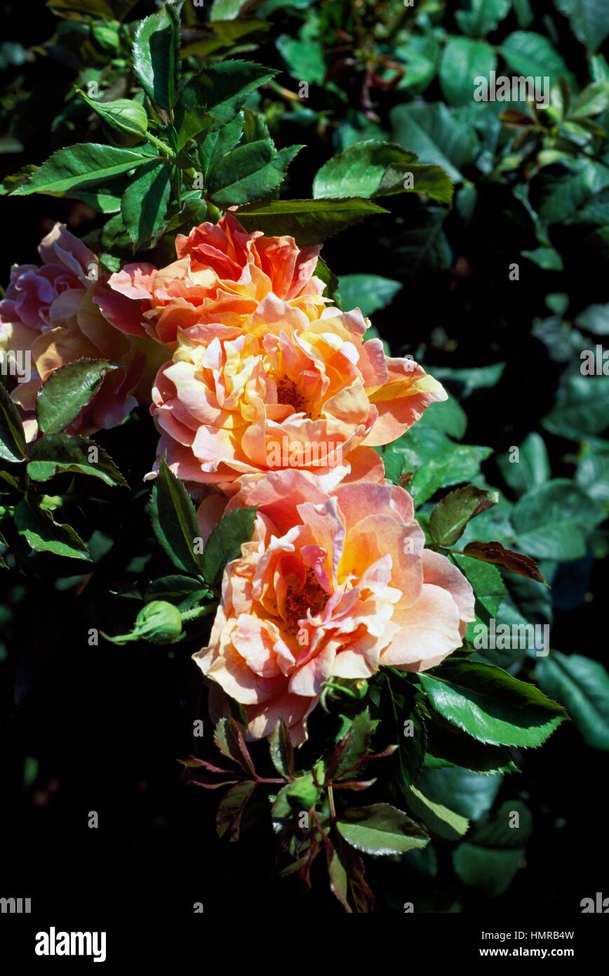 Rose (Rosa Paul Cezanne), Rosaceae Stock Photo - Alamy