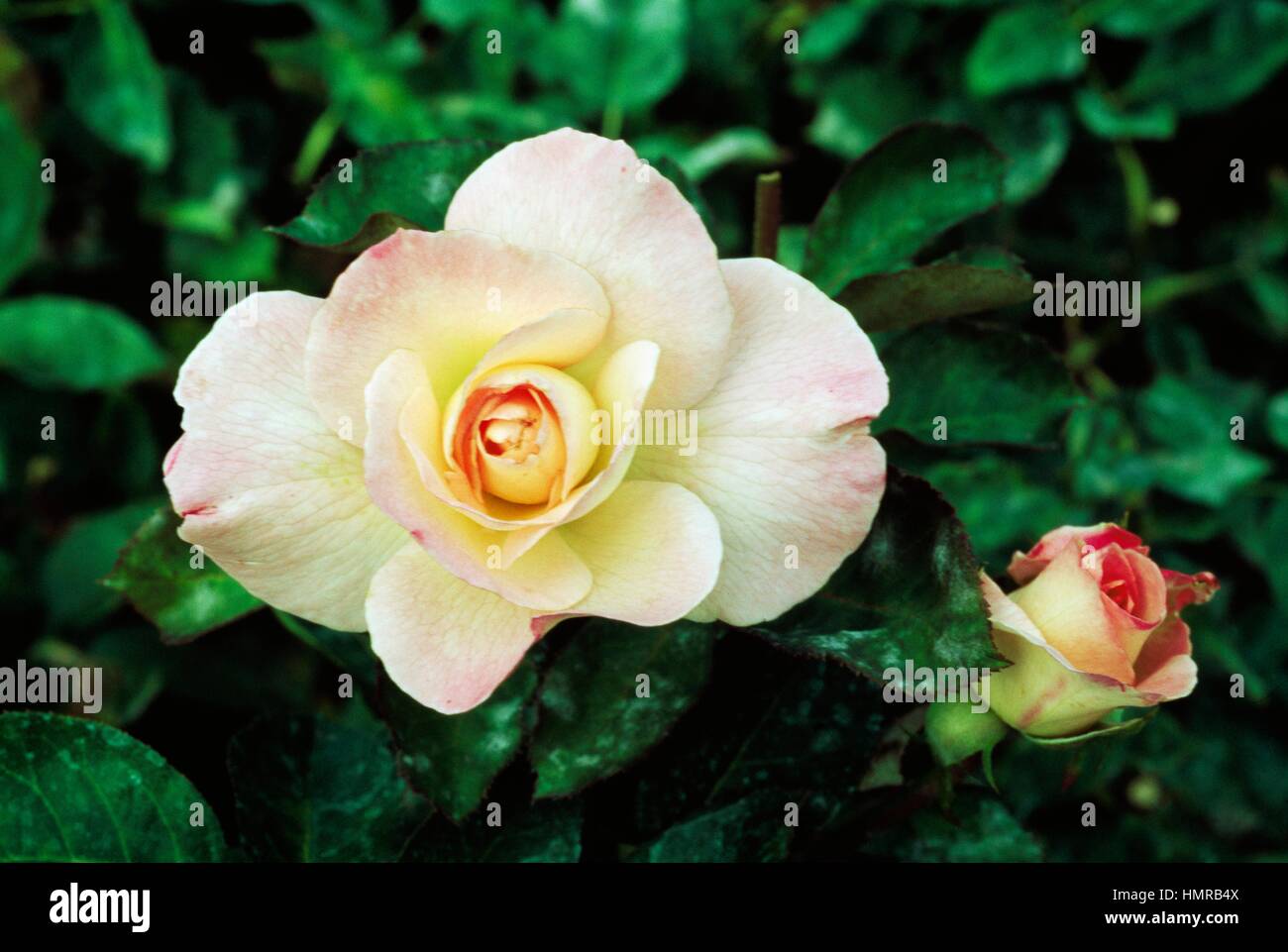 Pristine rose hi-res stock photography and images - Alamy