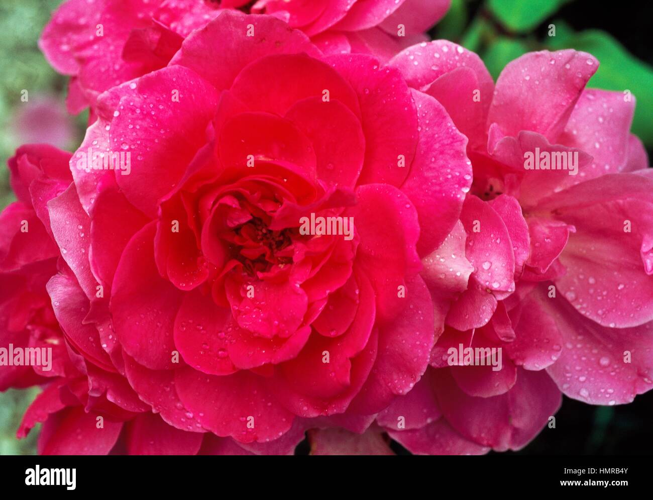 Rose (Rosa Parade), Rosaceae Stock Photo - Alamy