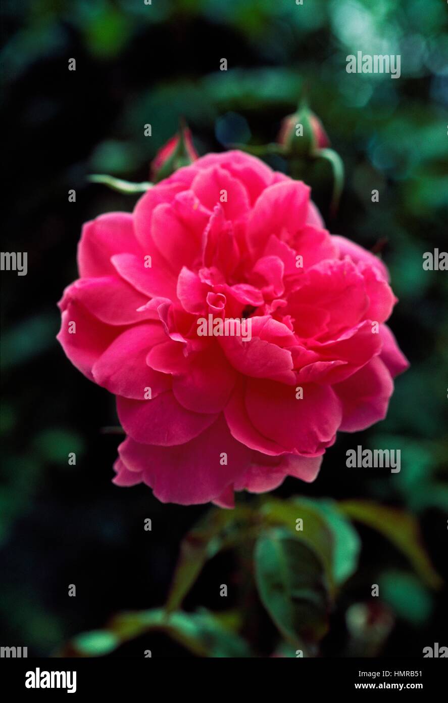 Rose (Rosa Pink Cloud), Rosaceae Stock Photo - Alamy