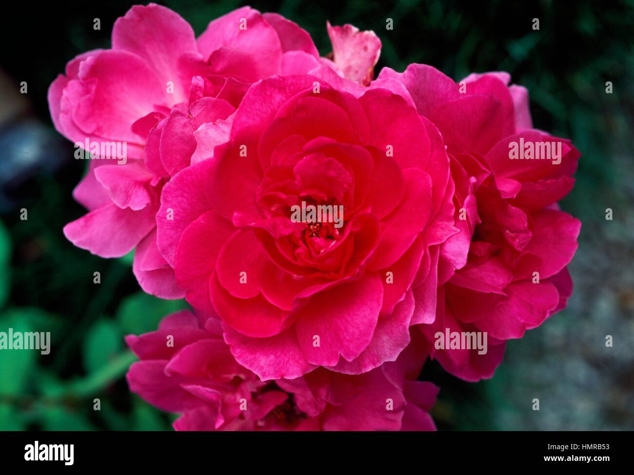Rose (Rosa Parade), Rosaceae Stock Photo - Alamy