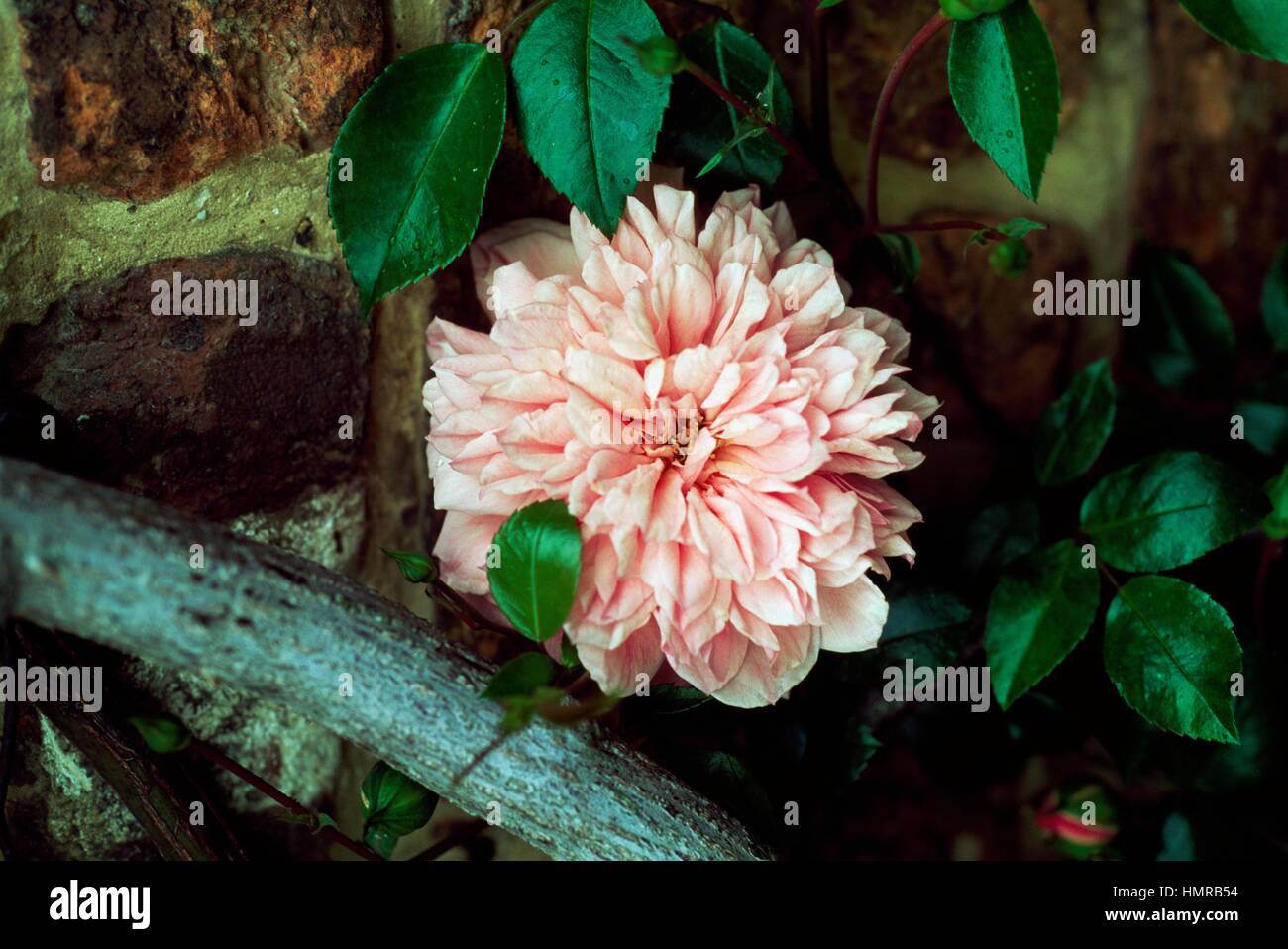 Paul rose hi-res stock photography and images - Alamy