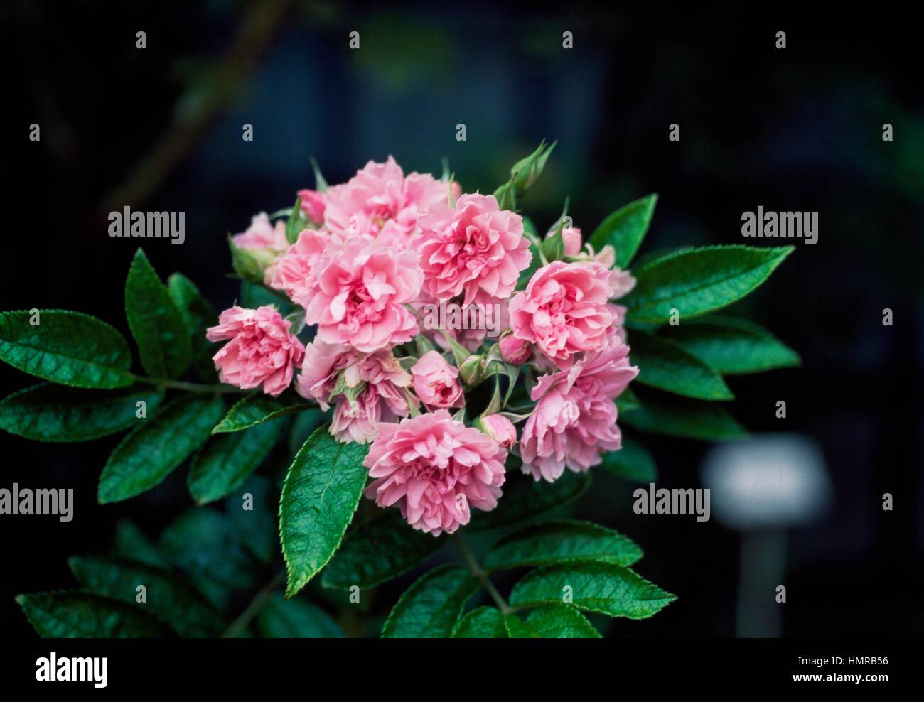 Rose (Rosa Pink Grootendorst), Rosaceae Stock Photo - Alamy