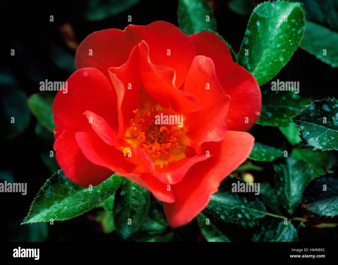 Rose rosa pride of malden hi-res stock photography and images - Alamy