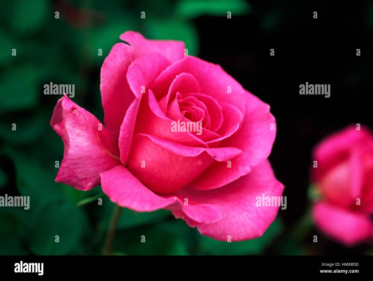 Rose (Rosa Pink Peace), Rosaceae Stock Photo - Alamy