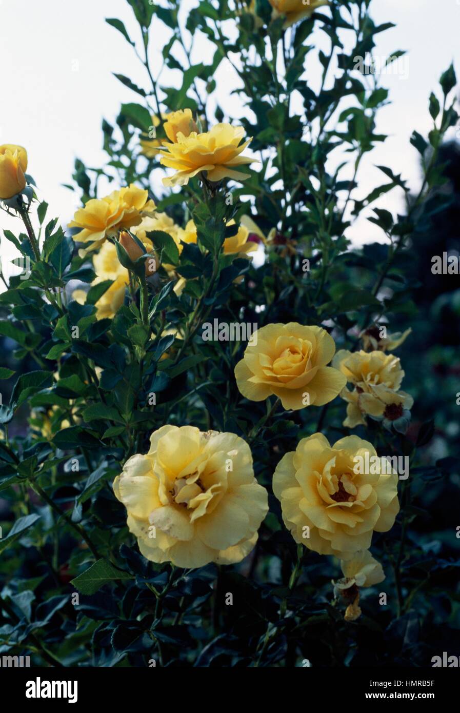 Princess alice hi-res stock photography and images - Alamy